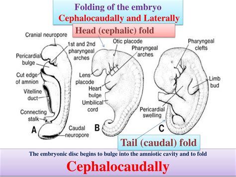 Ppt Derivatives Of The Ectodermal Germ Layer Powerpoint Presentation Id 1981616
