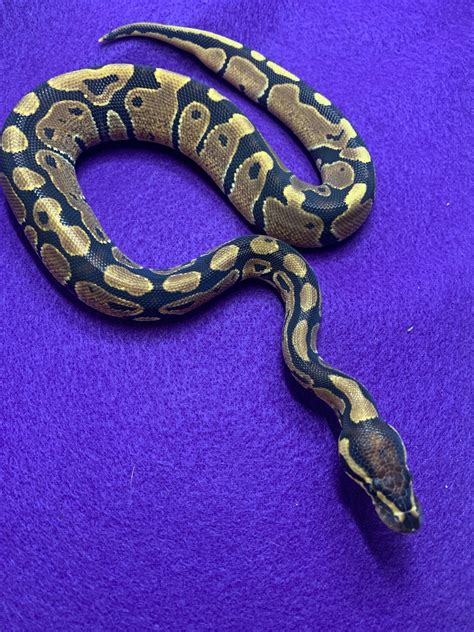 vanilla ball python by royal moon reptiles morphmarket