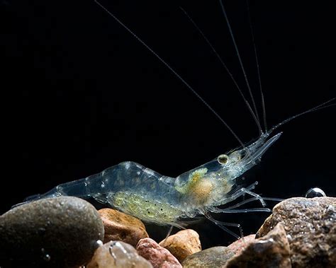 Grass Shrimp Palaemonetes Paludosus2 Tropical Fish Keeping