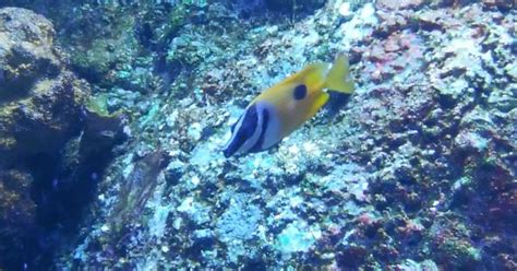 Daily Fish Facts Of The Day Blotched Foxface Rabbitfish Album On Imgur