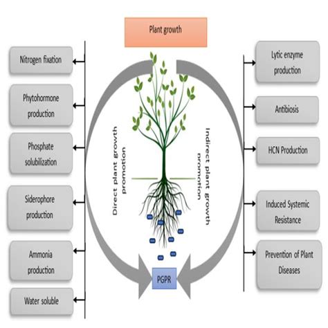 Plant Science Today Pst On Linkedin The Potential Of Bacterial