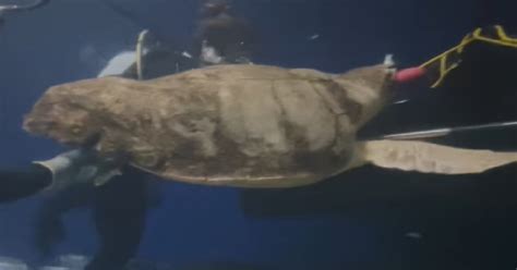 Scientists Check In On Sea Turtle With First 3d Printed Shell Brace Years Later Greatergood