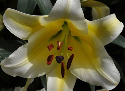 2010-05-09_51longwood | Lily. Longwood Gardens, Kennett Squa… | Flickr