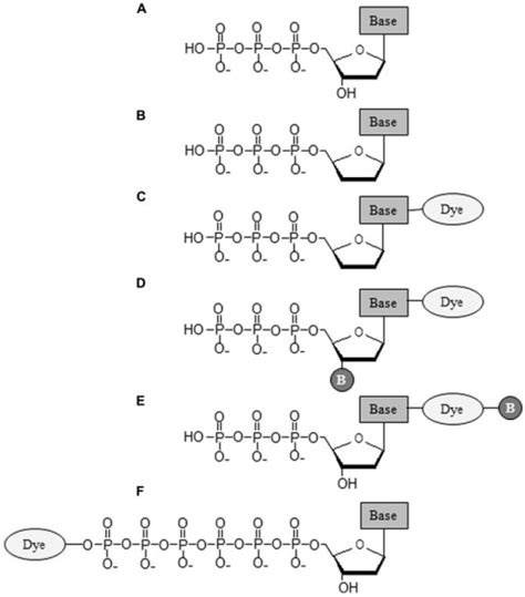 Structures Of Nucleotides Utilized In The Generations O Open I