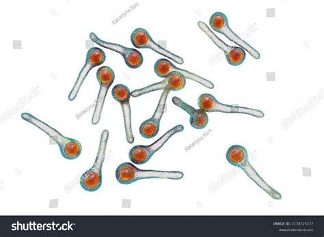 Clostridium Tetani Bacteria Causative Agent Tetanus Arkivillustrasjon 2178725277 Shutterstock
