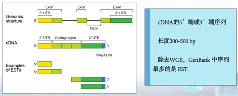 和我一起学生信 1 生物信息学和功能基因组学 知乎