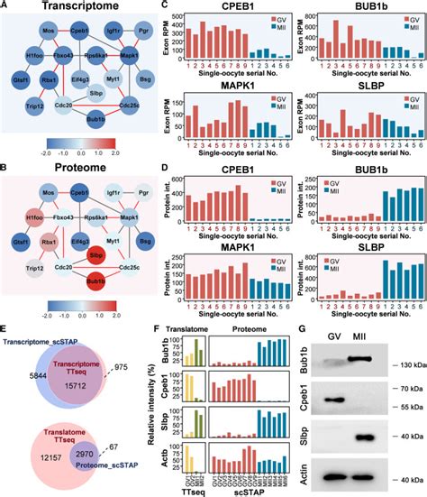 Simultaneous Deep Transcriptome And Proteome Profiling In A Single