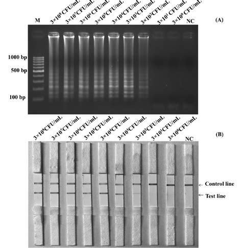 Limit Of Detection Lod For Detection Of Salmonella Spp In Pure