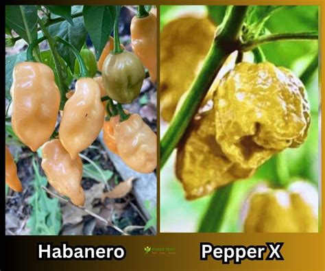 Habanero Vs Pepper X Know Similarities And Differences