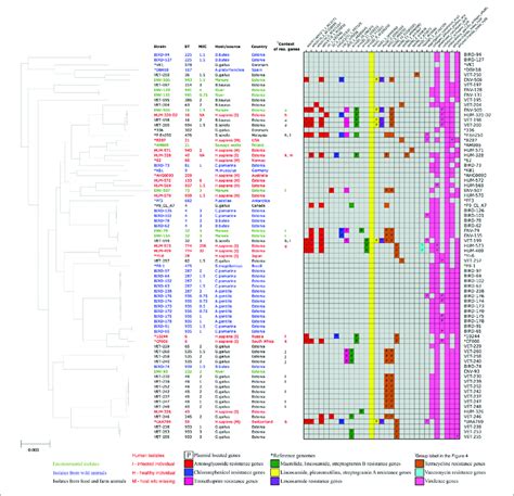 Core Genome Phylogenetic Tree Of Our Collected 61 Enterococcus Download Scientific Diagram
