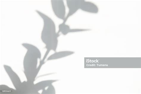 나뭇가지의 그림자가 있는 흰색 흐린 표면 추상 사진 오버레이 식물 텍스처 라이트 배경 복사 공간을 참조하십시오 0명에 대한 스톡 사진 및 기타 이미지 Istock