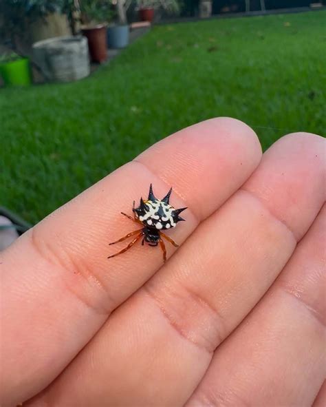 جواهر یا کریسمس؛ نامی نامتعارف برای یک عنکبوت عکس