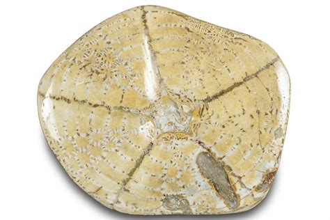 53 Polished Miocene Fossil Echinoid Clypeaster Morocco 288920 For Sale 53 Polished Miocene Fossil Echinoid Clypeaster Morocco 288920 For Sale