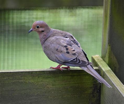 10 000 Free Mourning Dove And Nature Images Pixabay