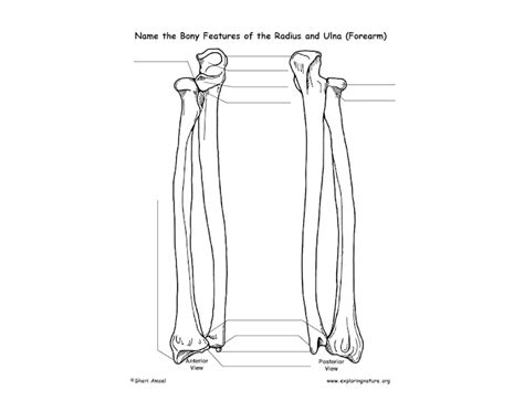 Radius And Ulna Forearm Quiz