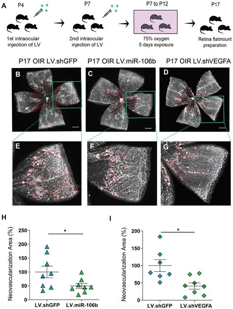 mir 106b suppresses pathological retinal angiogenesis figure f5 aging