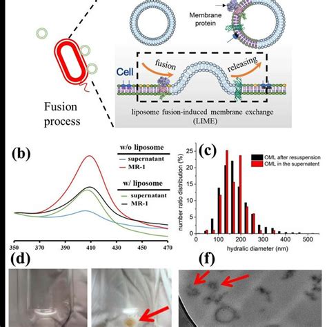 The Producing Of Outermembrane Integrated Liposome Mil By Liposome