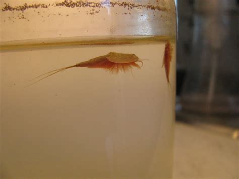 Raising Triops