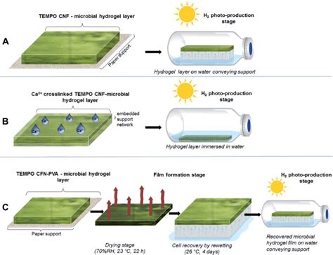 Schematic Representation Of Immobilization Approaches For H 2