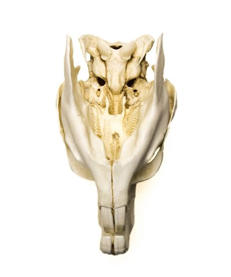 Capybara Skull Replica
