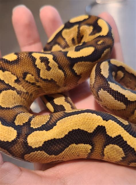 Pastel Super Orange Dream Yellowbellygravel Fire Ball Python By Gaias