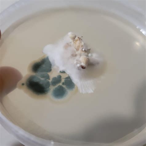 Colonized Substrate On Agar R Agarporn