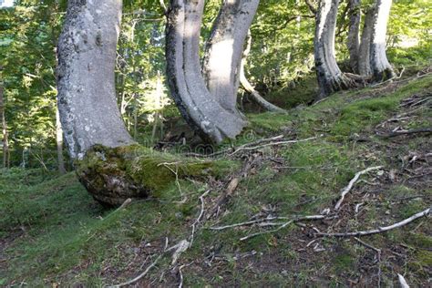 Trees In Summer Stock Photo Image Of Stone Natural