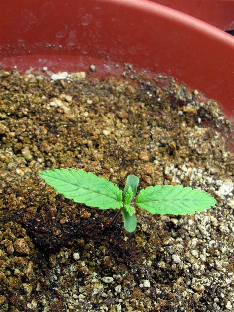 How To Water A Seedling In A Big Pot Grow Weed Easy