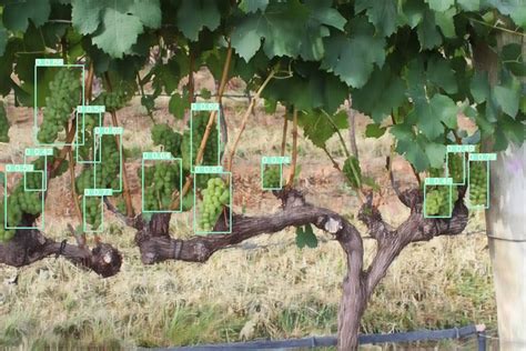 A Object Detection On An Original Image From Wgisd Dataset B
