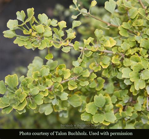 Ginkgo Biloba Munchkin Maplestone Ornamentals