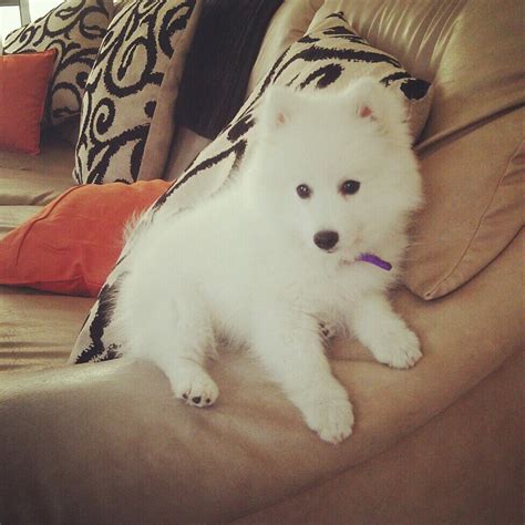 Mishka The Japanese Spitz