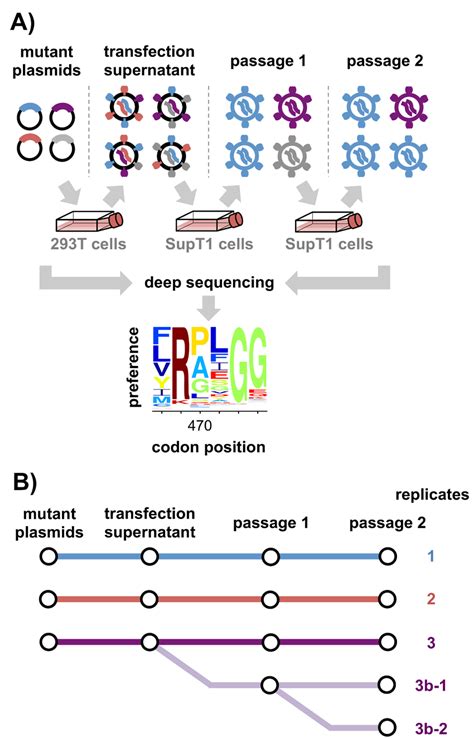 Deep Mutational Scanning Workflow A We Created Libraries Of Hiv