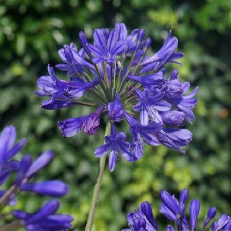 Agapanthus Brilliant Blue — Chelsea Direct