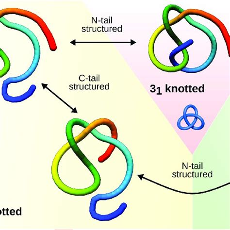 Schematic Representation Of Possible Folding Pathways Of Uchs The