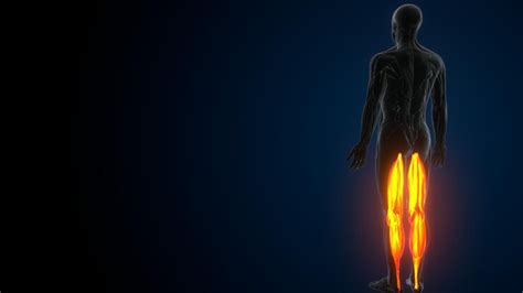 Premium Photo Hamstring Muscle Group Human Anatomy Muscle System 3d