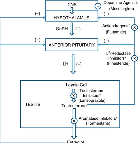 3 Regulation Of The Hpt Axis And Control Points For Potential
