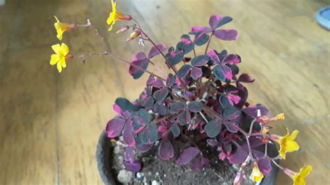 첨엔 볼품 없었는데예전보다 핑크가 휠씬 많아 졌어요낮고 넓은 분에 올렸는데 위로 키만 자라고 있어요그래도 색감도 이쁘고 꽃도 깜찍한 아이입니다 꽃 이름 월동 씨앗