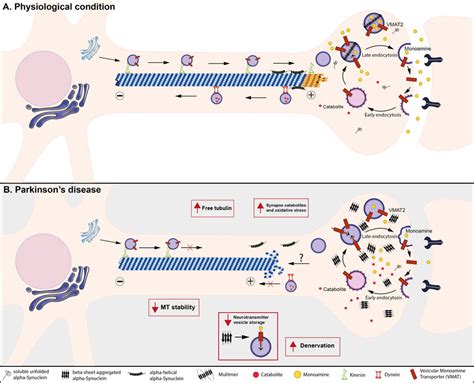 Suggested Model For Alpha Synuclein Impact On Microtubule Homeostasis