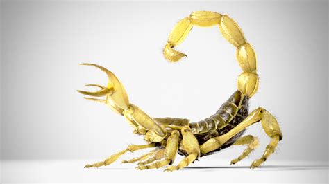 Redshift Render Community New Question I Cannot Get Motion Blur To Work In Rs In C4d