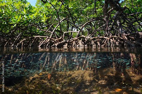 Mangrove Habitat Split View Over And Under Water Surface Foliage With