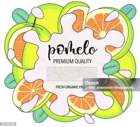 포멜로 전체 및 조각으로 벡터 배경 흰색 배경에 격리된 벡터 스톡 일러스트레이션입니다 과일이 있는 카드 디자인 물이나 우유의 물 튀김 제품 정보 및 문자 0명에 대한 스톡