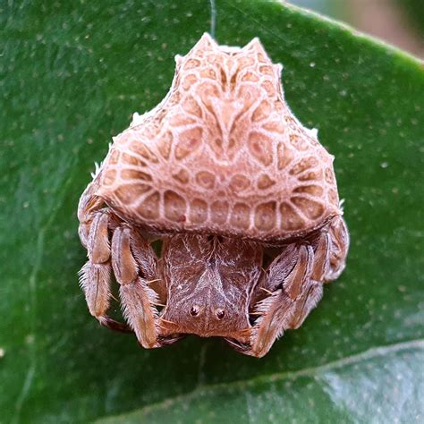 Arkys Alatus Winged Arkys R Australianspiders