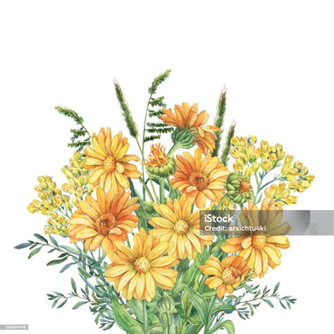 금송화 허브 이모텔 꽃의 여름 꽃다발 흰색 배경에 격리 된 수채화 손 그린 그림 그림 그림 0명에 대한 스톡 벡터 아트 및 기타 이미지 Istock