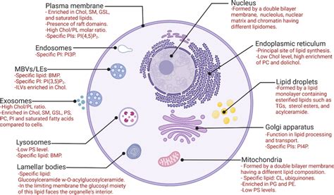 Give A Structural Role Of Lipids In Cells And Their Function