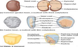 MOTIVASIKU PERTUMBUHAN PERKEMBANGAN BIJI