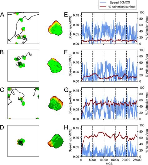 Figure From Cell Matrix Adhesion Affects Cell Motility Mode From Short Term Persistent To