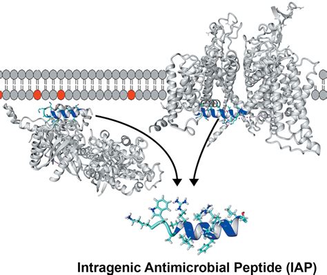 The Febs Journal Wiley Online Library
