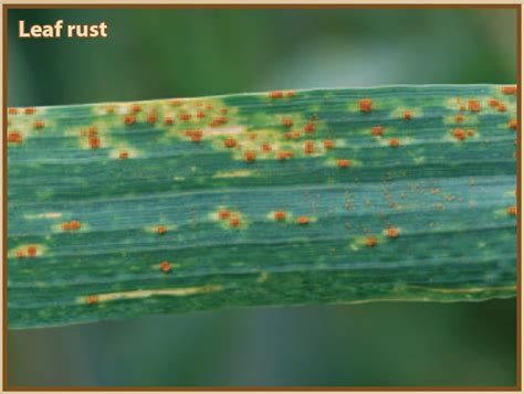 Identifying Rust Diseases Of Wheat And Barley Oklahoma State University