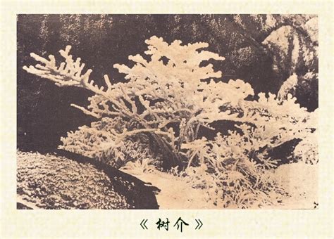 张印泉早期摄影作品欣赏经典作品东方摄影