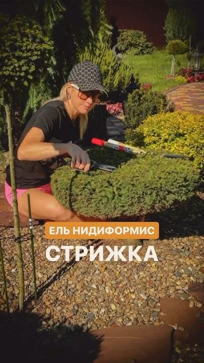СТРИЖКА ели Нидиформис - YouTube
